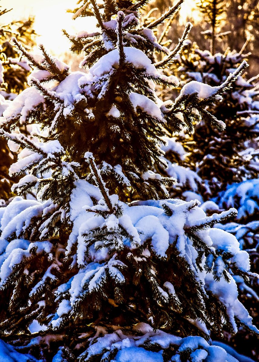 'Fir Tree In Winter Evening' Poster by Art Ofphotos | Displate