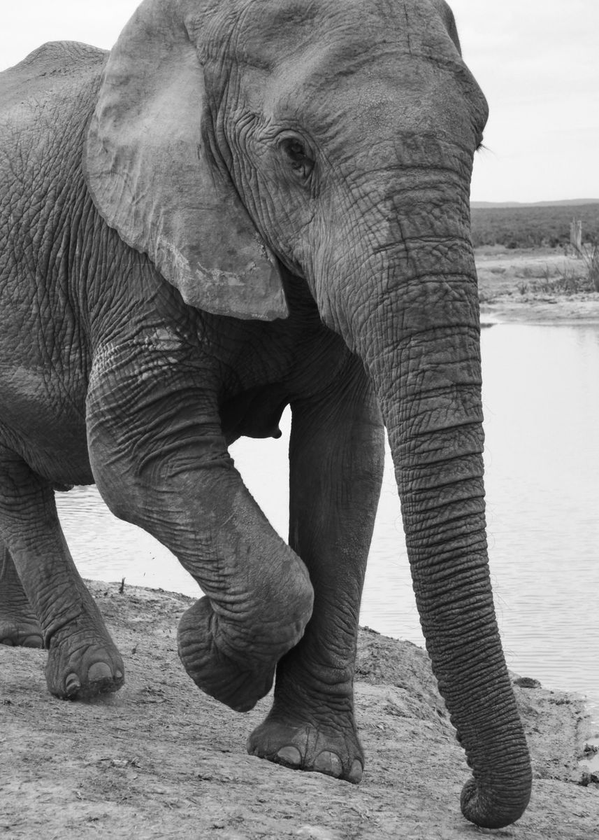 'Elephant Lady 699' Poster, picture, metal print, paint by Barbara ...