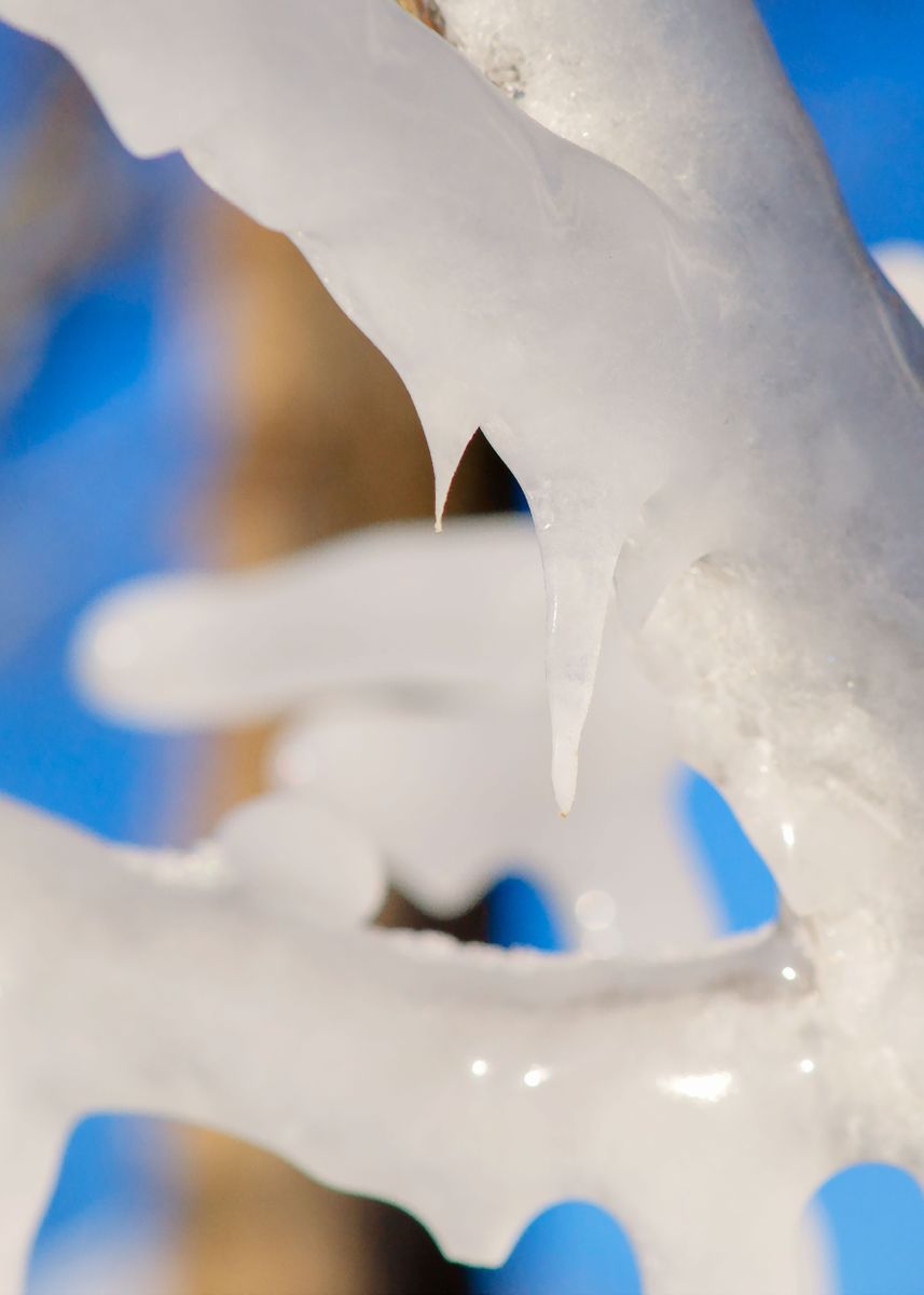 'Details Of Icy Tree' Poster, picture, metal print, paint by Art ...