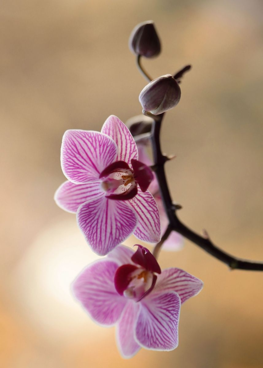 'Pink Orchidea' Poster, picture, metal print, paint by Mycatherina ...