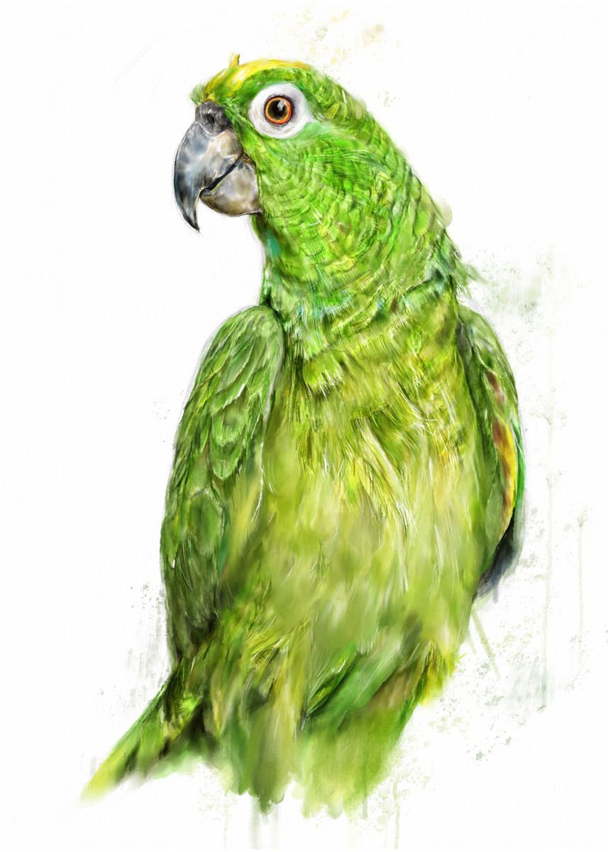 'Green parrot' Poster, picture, metal print, paint by Jack Luo | Displate