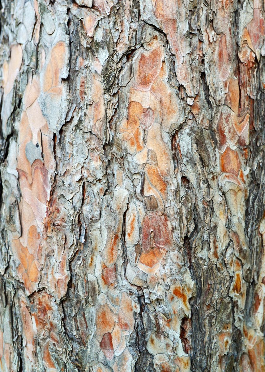 'tree bark texture' Poster, picture, metal print, paint by tony4urban ...