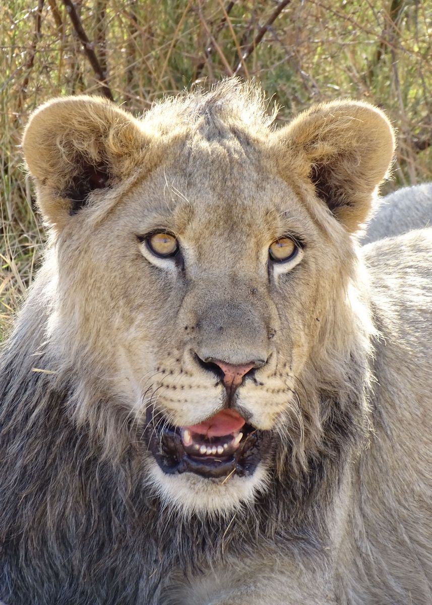 'Young Lion 84' Poster by Barbara Fraatz | Displate