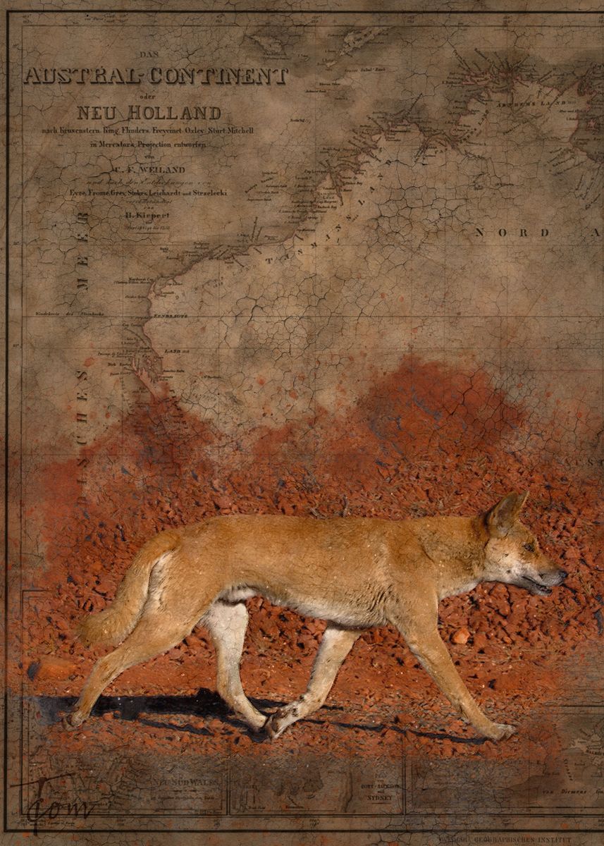 'Dingo' Poster, picture, metal print, paint by Petra Rommelfanger ...