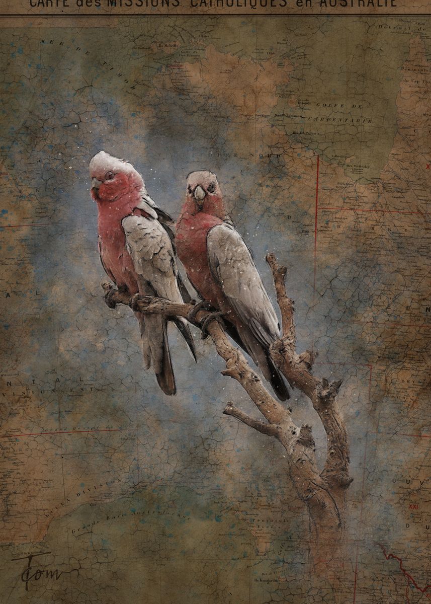 'Galah' Poster by Petra Rommelfanger | Displate