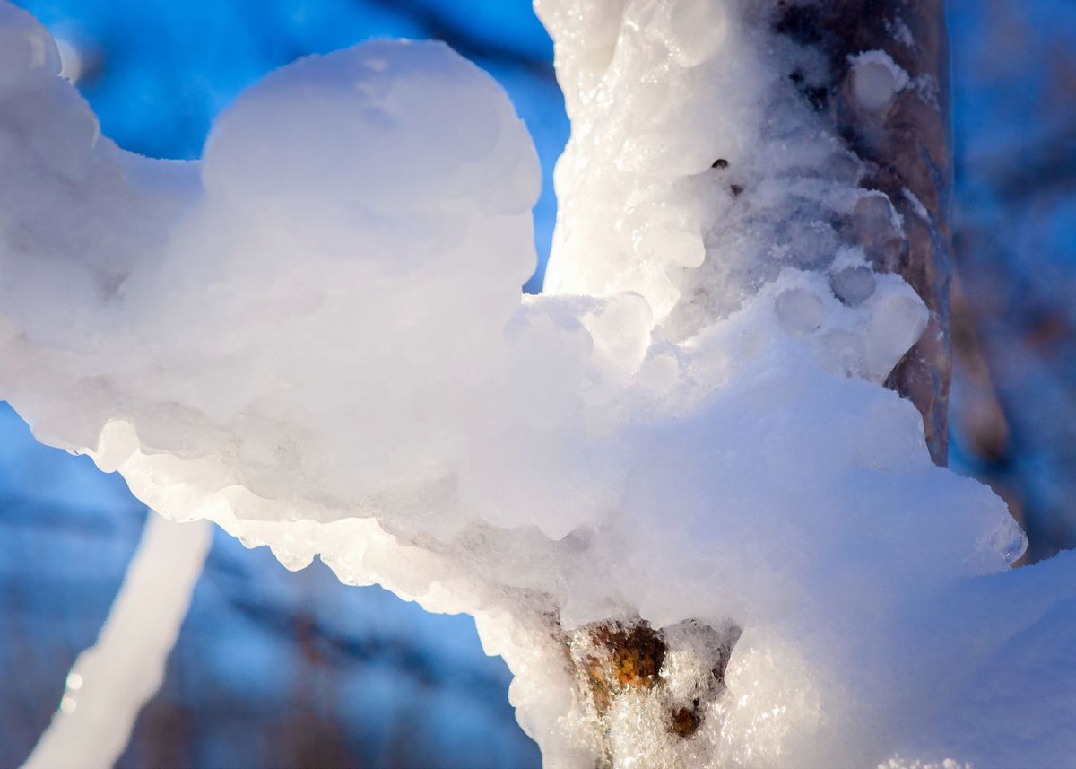 'Closeup View Of Icy Tree' Poster by Art Ofphotos | Displate
