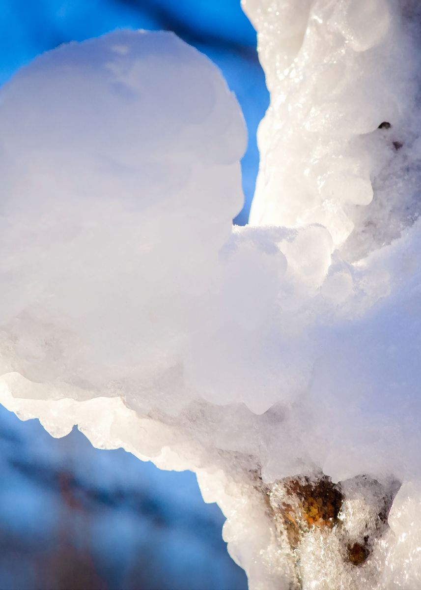 'Details Of Icy Tree' Poster, picture, metal print, paint by Art ...