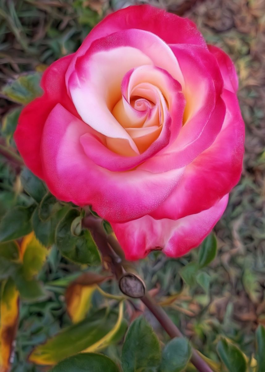 'Gratitude Rose' Poster, picture, metal print, paint by Melanie Kowasic ...