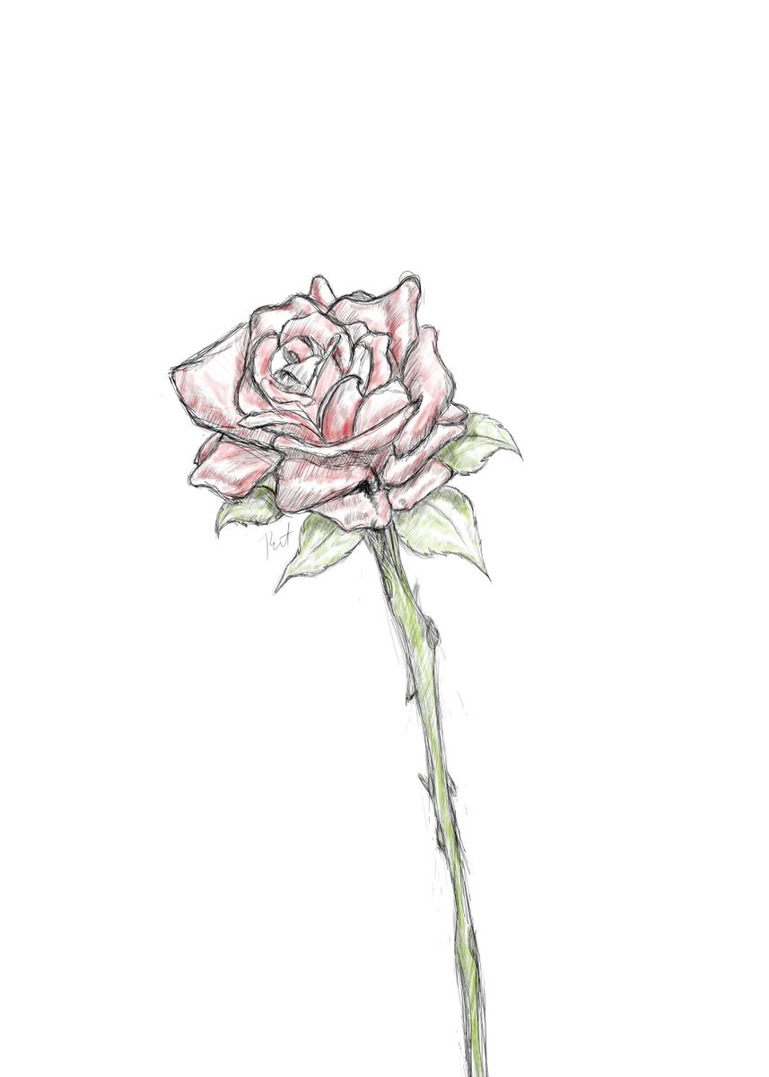 'Rose sketch' Poster by Rafael Martínez | Displate