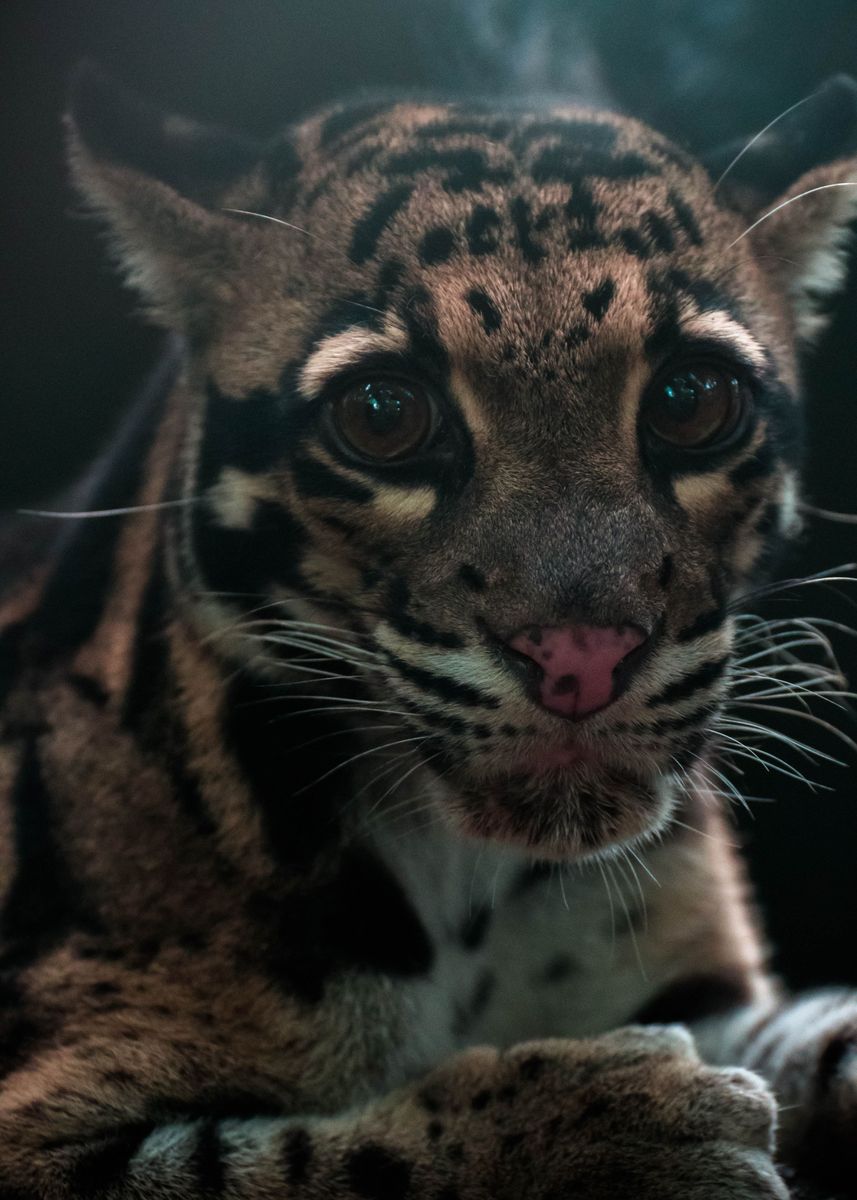 'Brown leopard' Poster by PANDAS IN CHINA | Displate