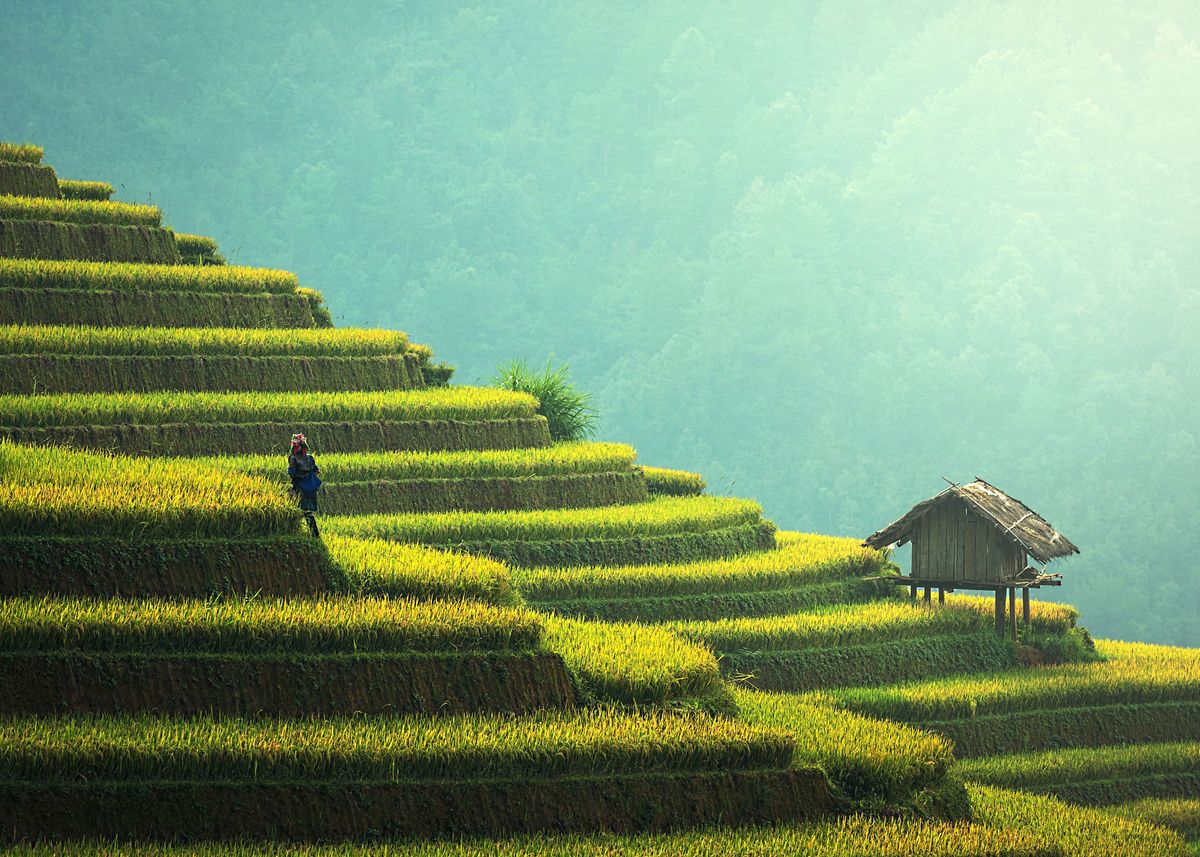 'Rice fields' Poster by Nehemiah Campbell | Displate