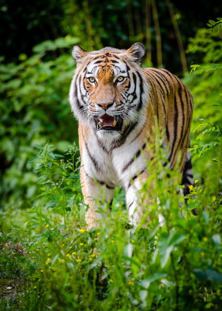 'Majestic tiger' Poster, picture, metal print, paint by PANDAS IN CHINA ...
