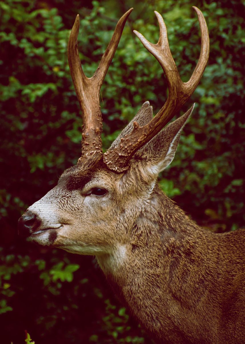 'strong reindeer ' Poster, picture, metal print, paint by Dany ...