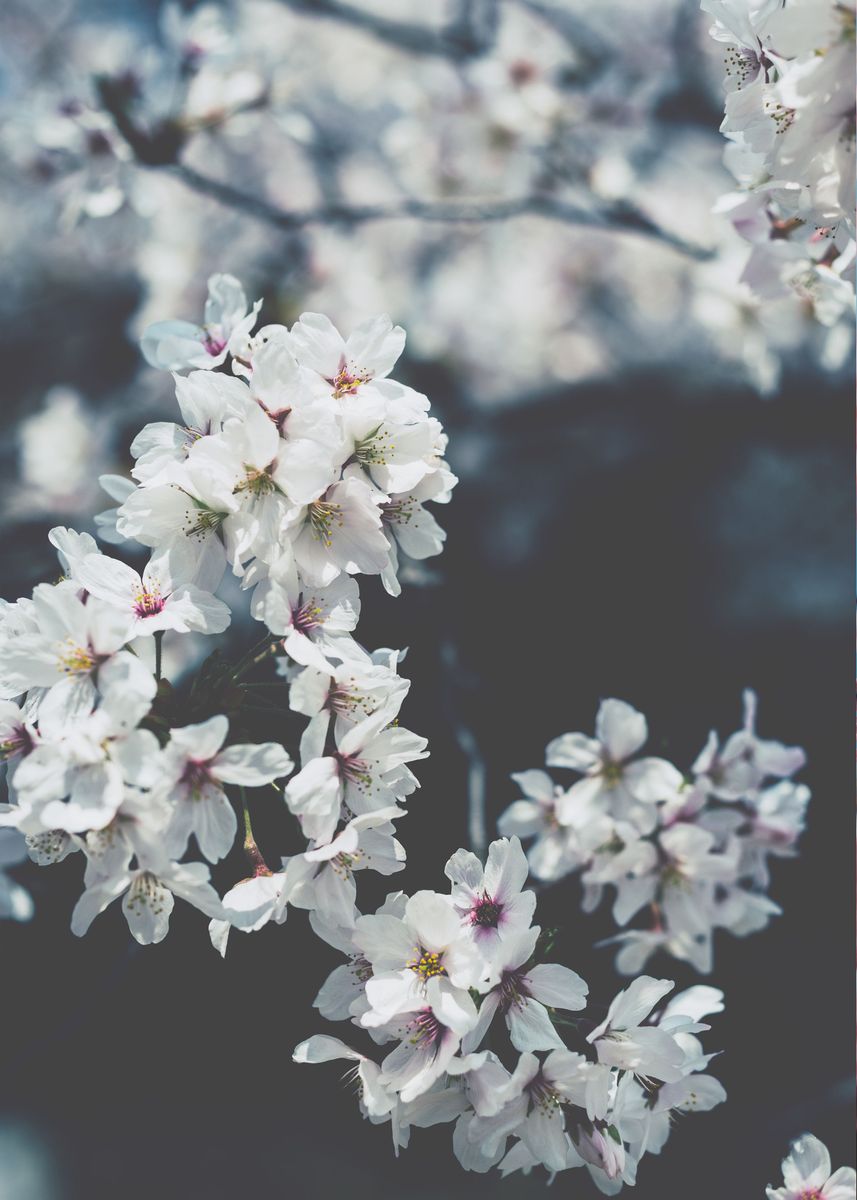 'nature flower' Poster, picture, metal print, paint by Haruka Studio ...