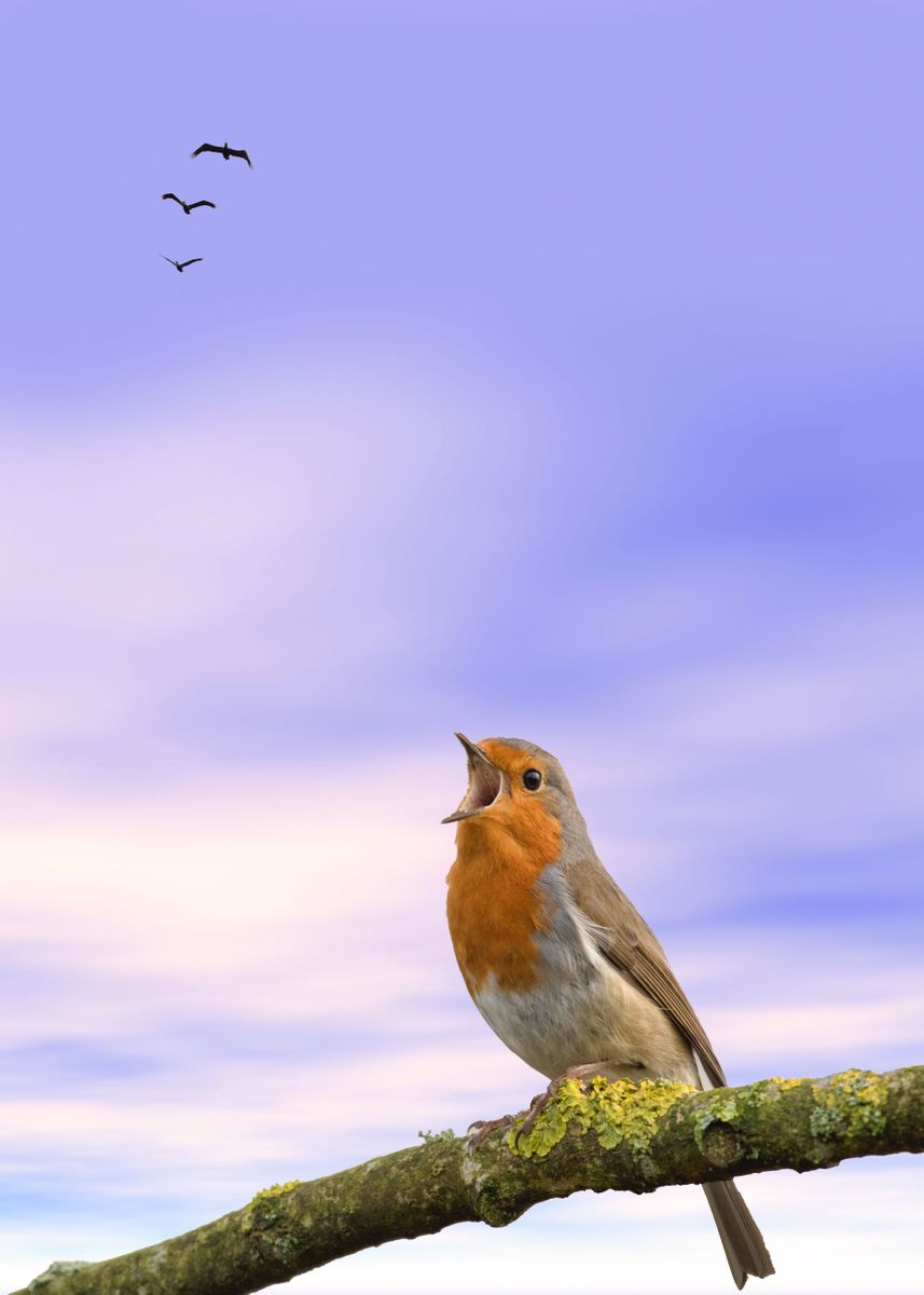 'Morning Song' Poster, picture, metal print, paint by Brian Kelly ...