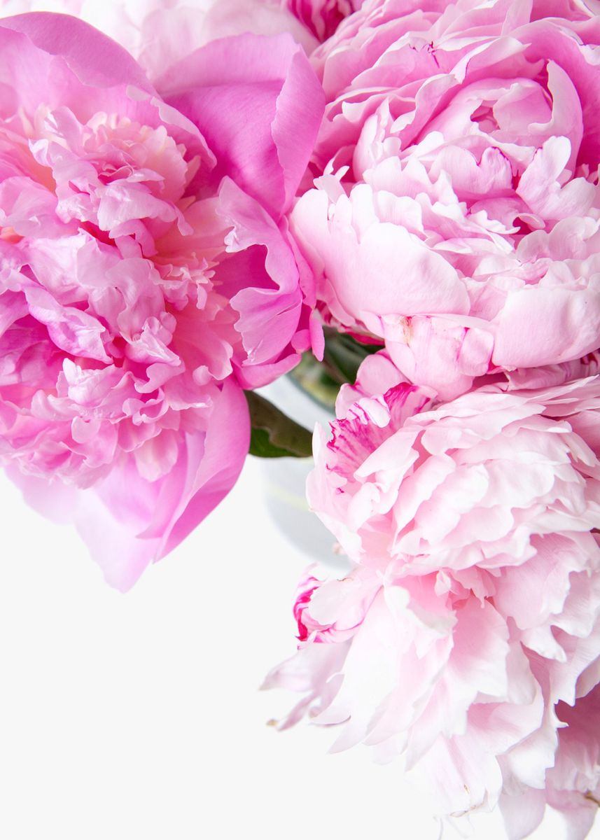 'Pink Peonies 12' Poster by Aloke Photography | Displate