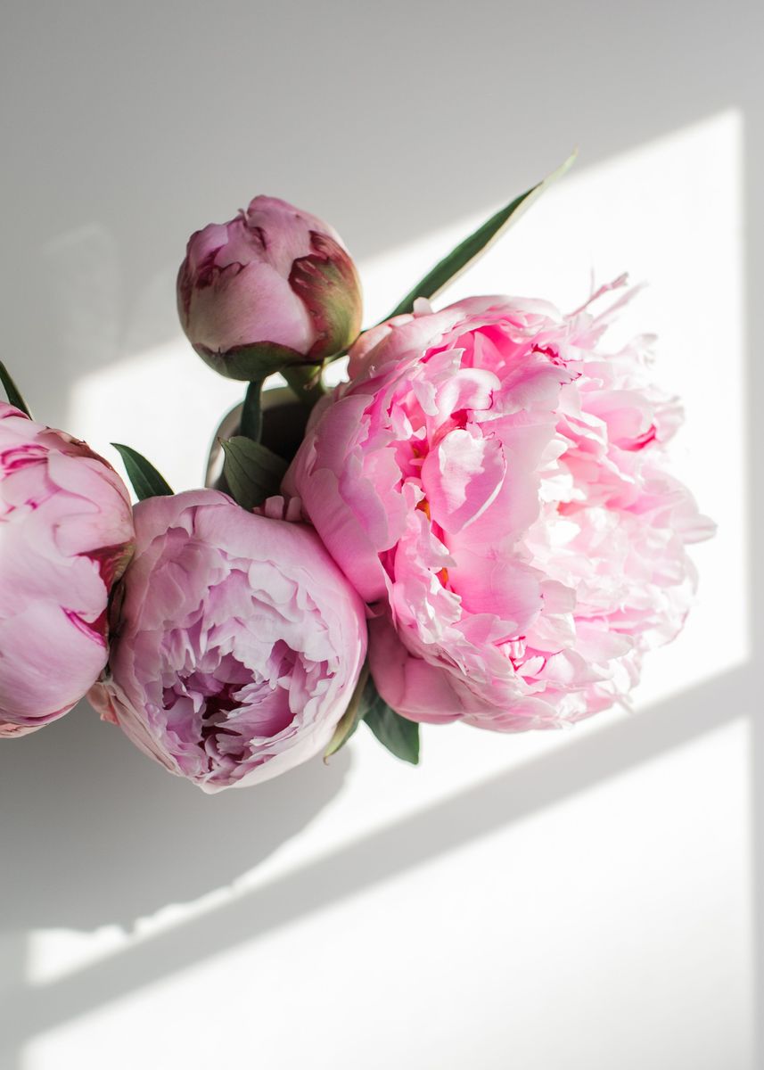 'Pink Peonies 05' Poster by Aloke Photography | Displate