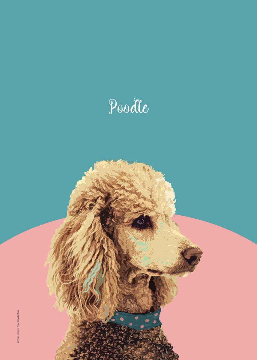'Poodle' Poster, picture, metal print, paint by Fanitsa | Displate
