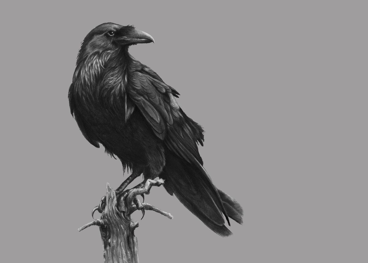 'Raven' Poster by Denis Basic | Displate