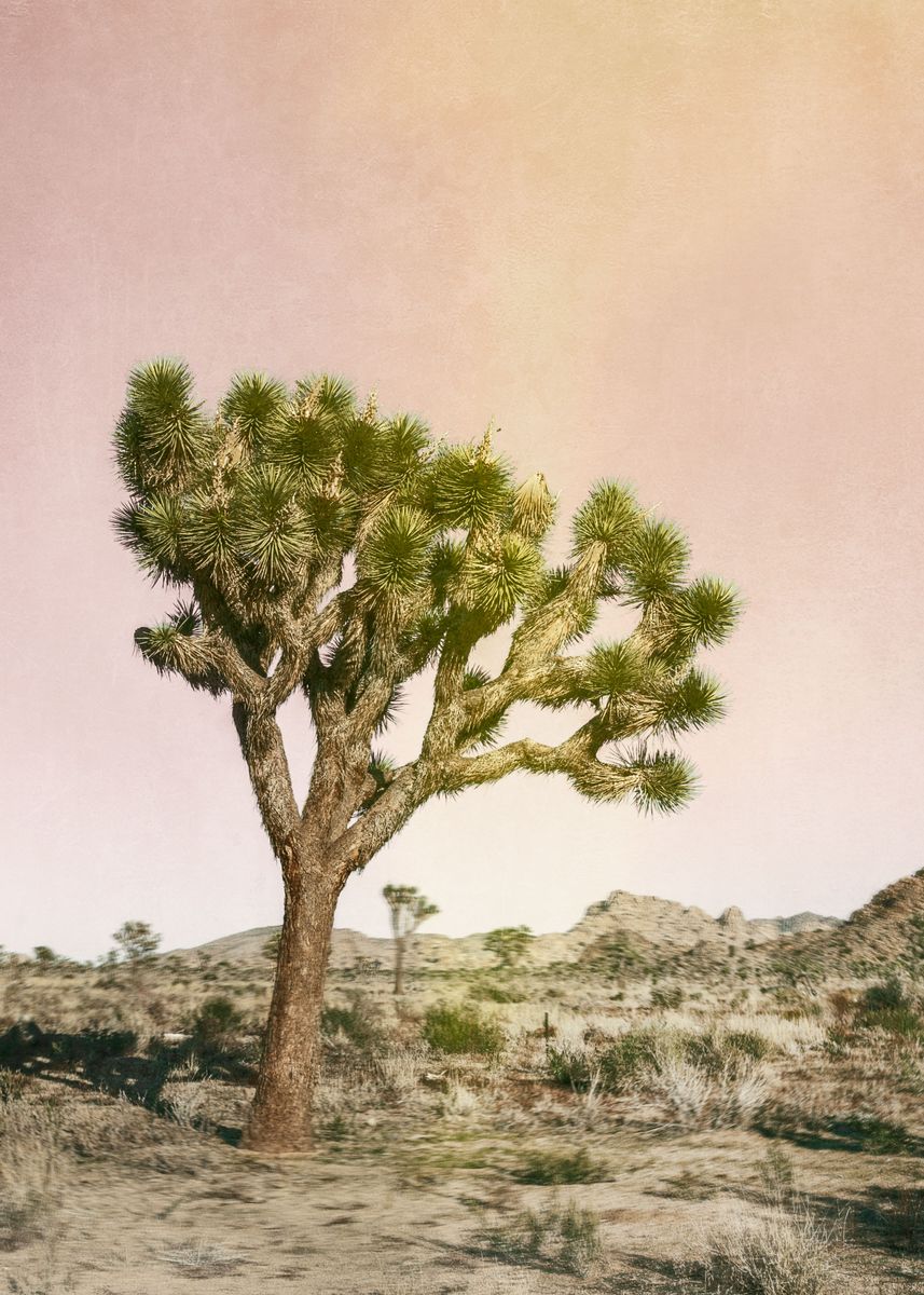 'Joshua Tree i' Poster by Illumina Photographics | Displate