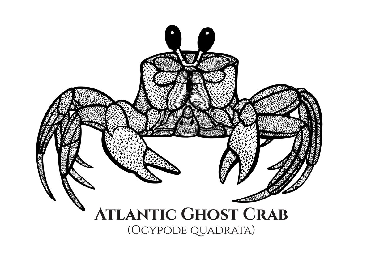 'Atlantic Ghost Crab' Poster by GreenPaladin | Displate