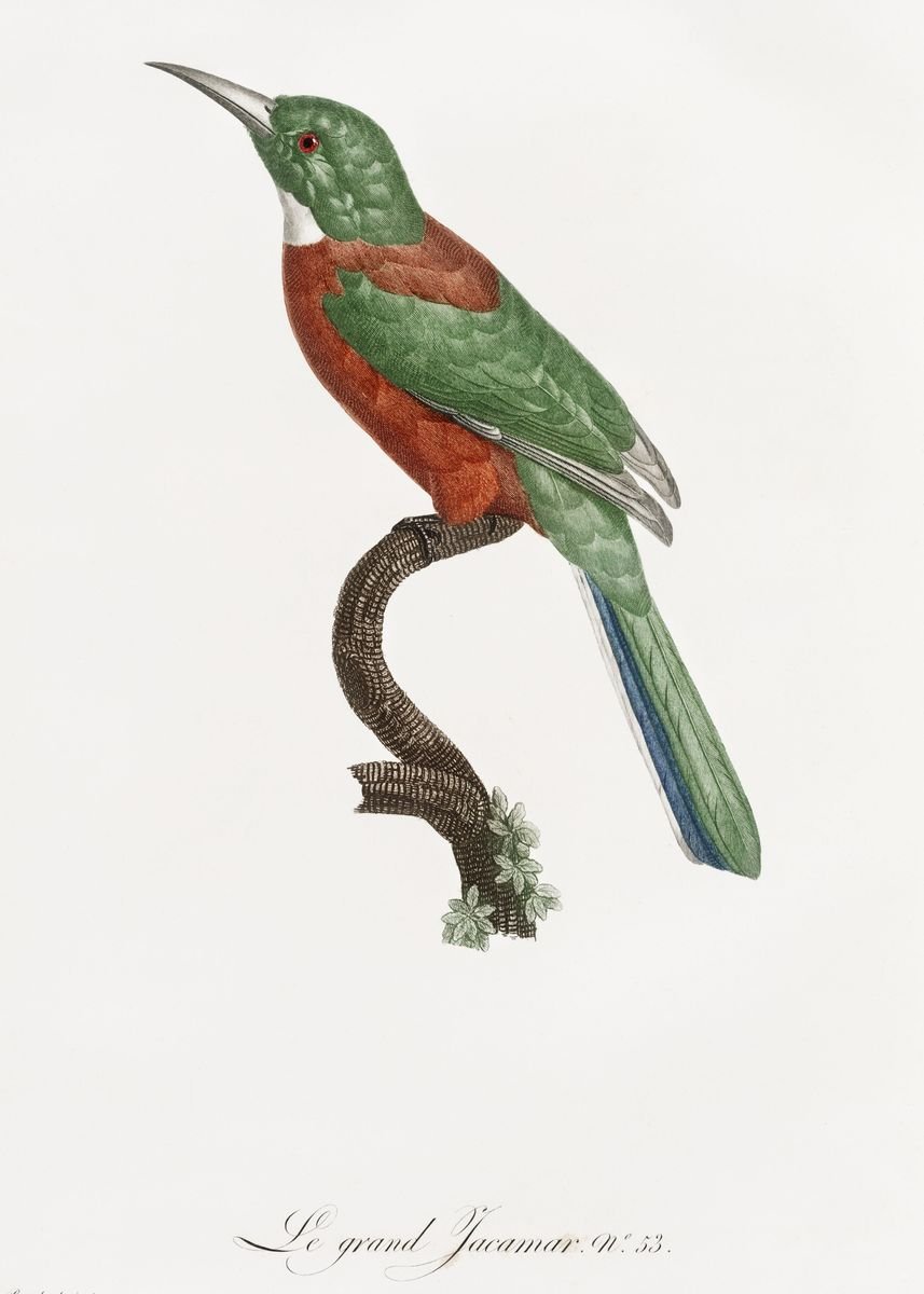 'Great Jacamar ' Poster, picture, metal print, paint by Art Concept | Displate