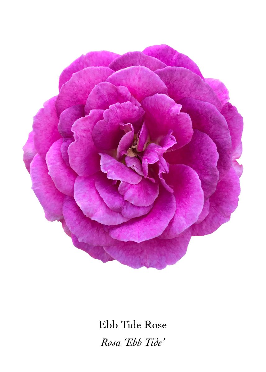 'Ebb Tide Rose' Poster, picture, metal print, paint by Mackbubblesworth ...