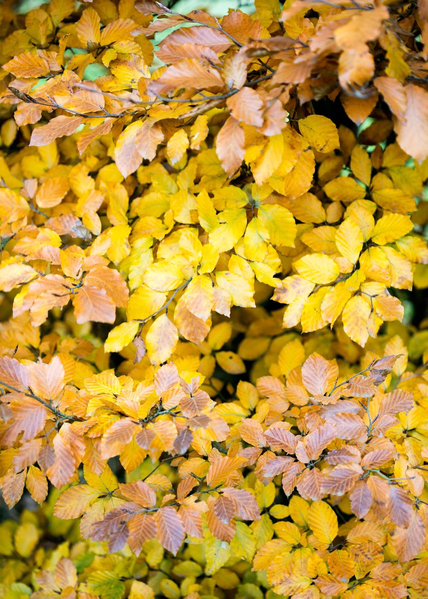 'Autumn leaves macro prints' Poster by BakalaeroZz Photography | Displate