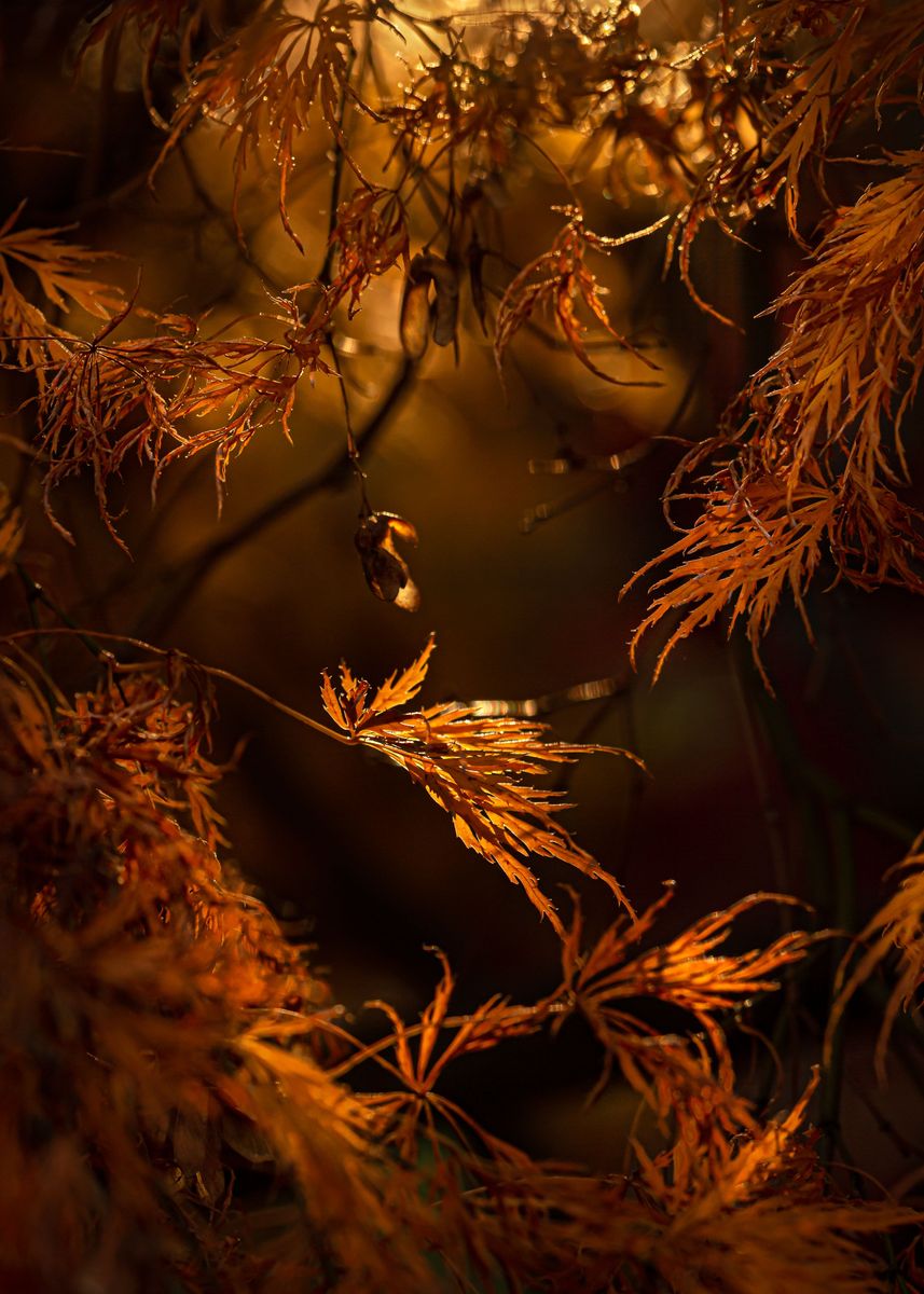 'Autumn 1' Poster by Wiktor Borozdin | Displate