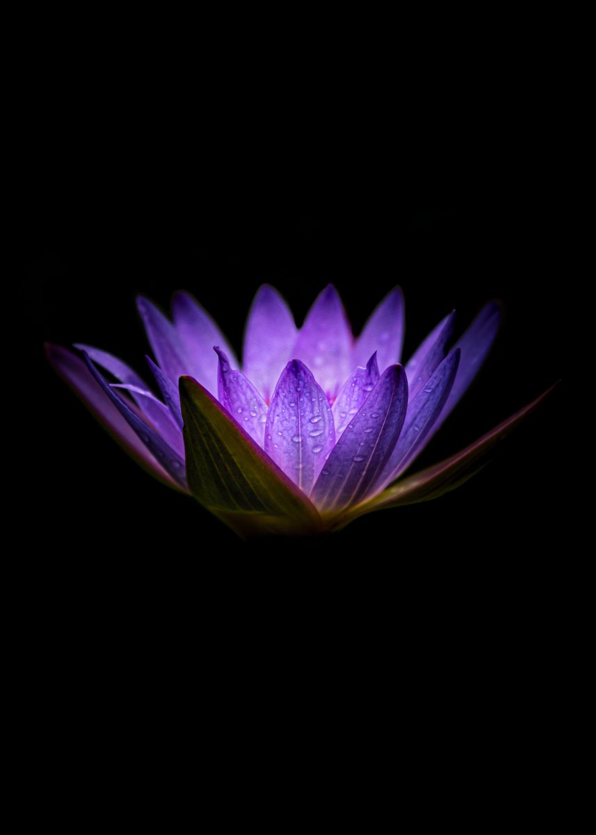 'Waterlily ' Poster, picture, metal print, paint by Wiktor Borozdin ...