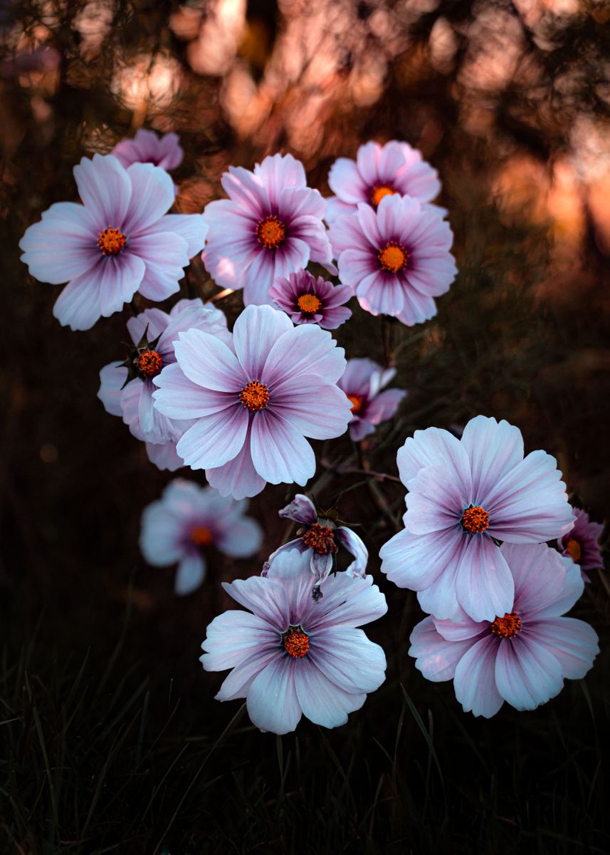 'Flower evening ' Poster, picture, metal print, paint by Wiktor ...