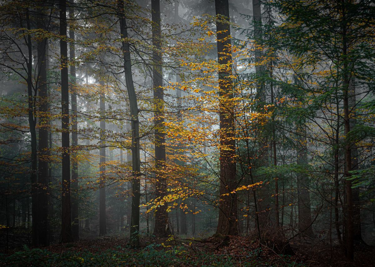 'Autumn forest ' Poster by Wiktor Borozdin | Displate