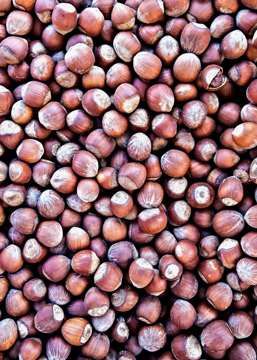 'Hazel Or Filbert Nuts' Poster, picture, metal print, paint by Art ...