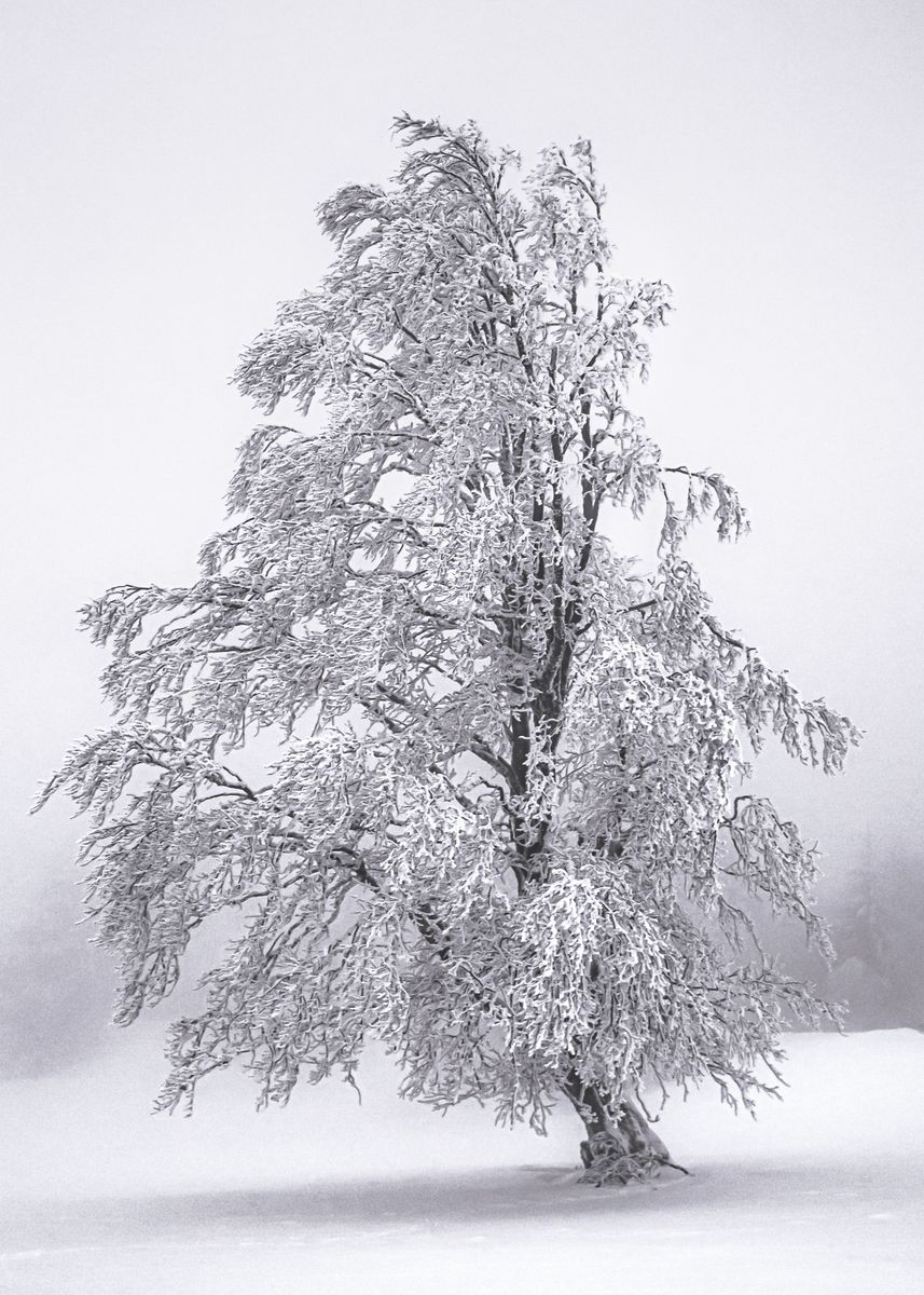 'Winter tree ' Poster, picture, metal print, paint by Wiktor Borozdin ...