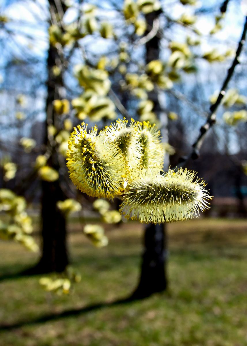 'Willow Tree Buds In Spring' Poster by Art Ofphotos | Displate