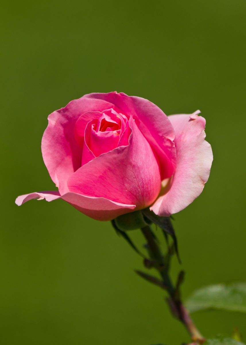 'Beautiful rose' Poster by Giuseppe Cammino | Displate