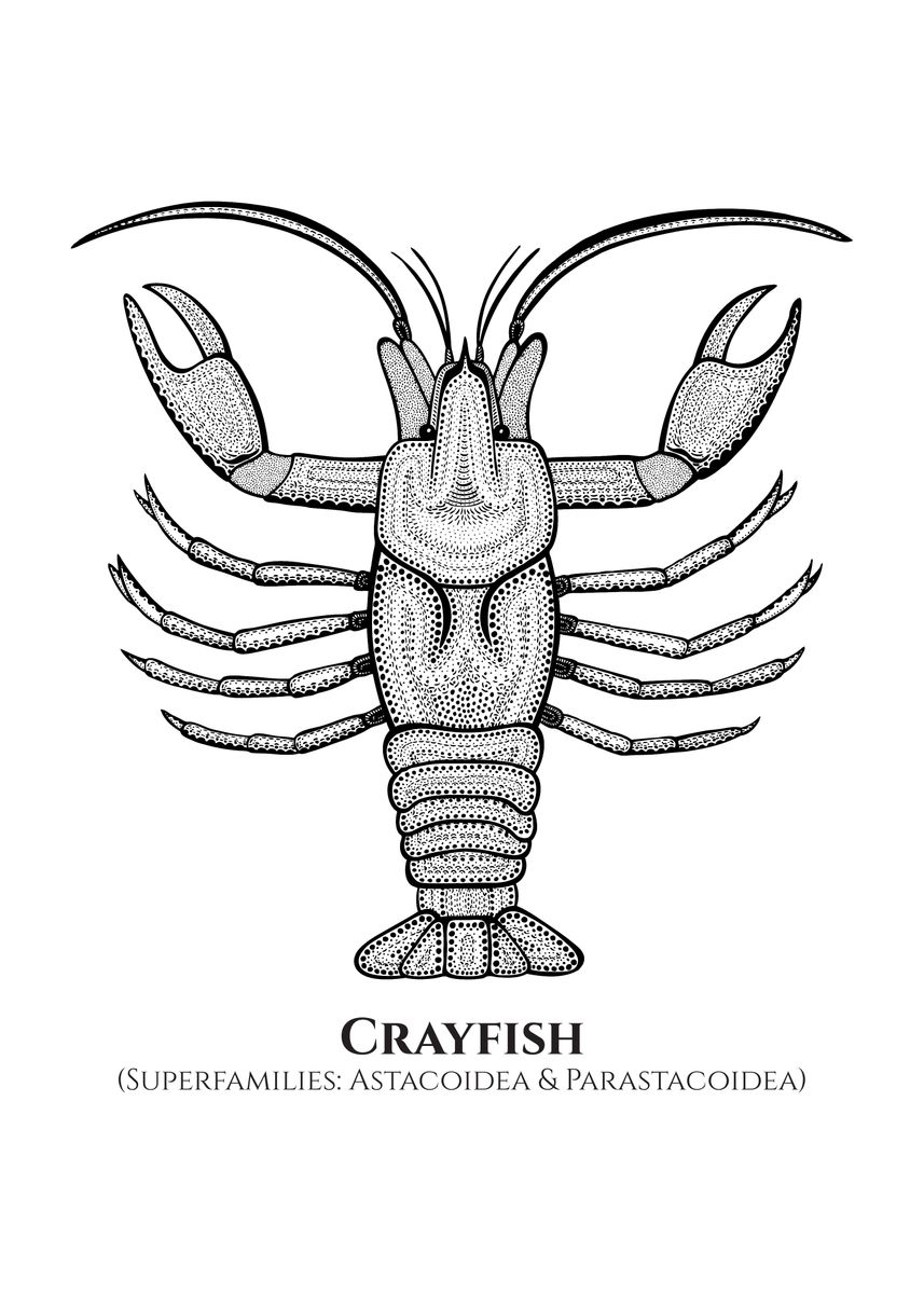 'Crayfish with names' Poster, picture, metal print, paint by Suzie of ...