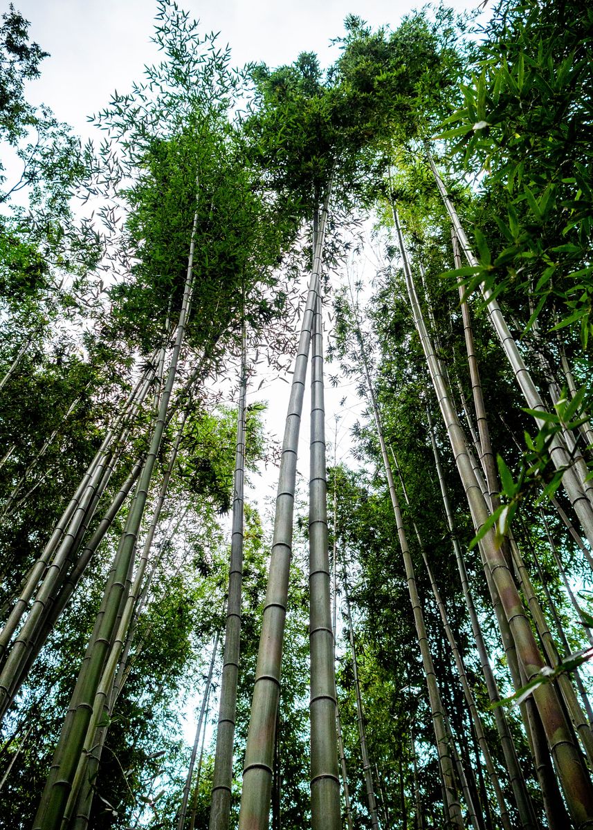 'Bamboo treetop' Poster by Daniel V | Displate