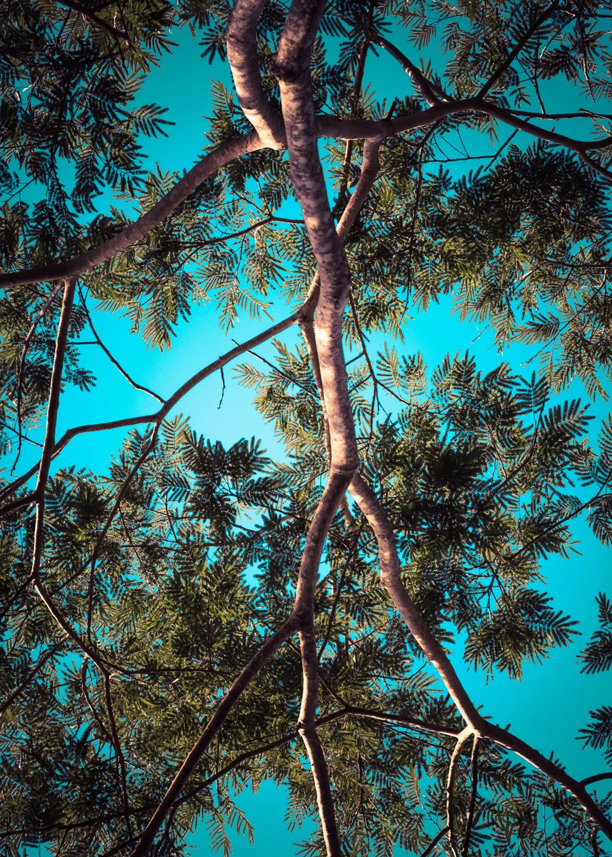 'large tree canopy' Poster by edson de moraes | Displate