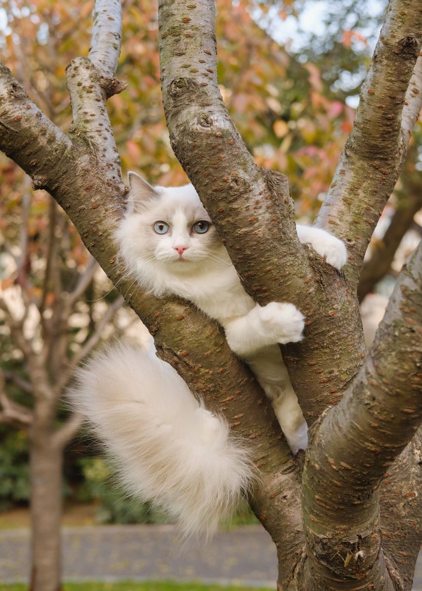 'white cat tree' Poster, picture, metal print, paint by DheYa Art ...