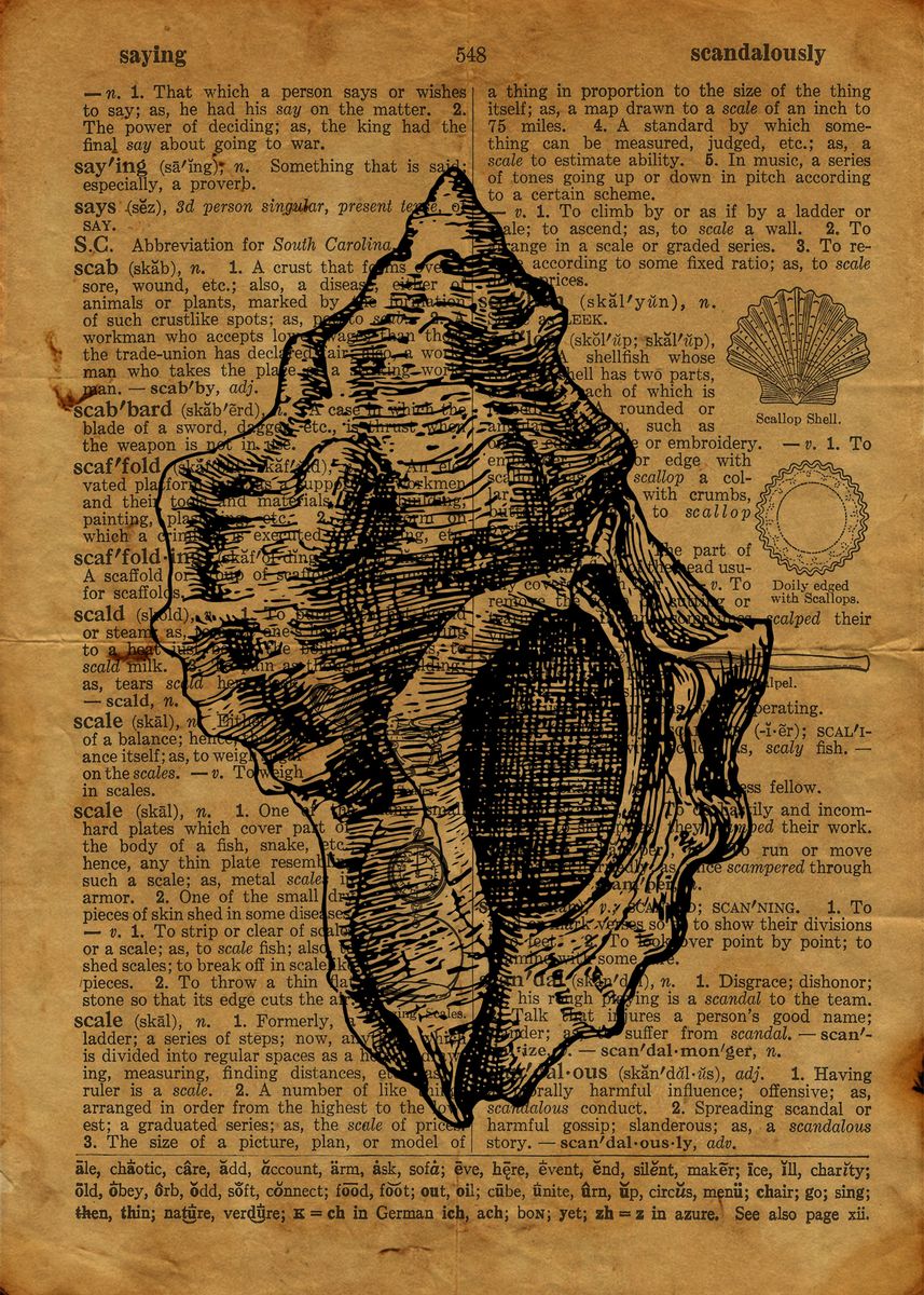 'Seashell engraving' Poster, picture, metal print, paint by Stephen ...