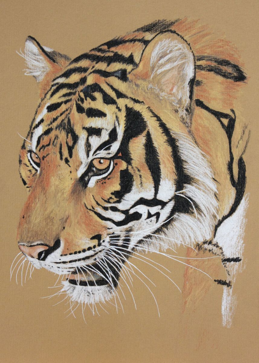 'Prowling Tiger' Poster, picture, metal print, paint by Happy5art ...