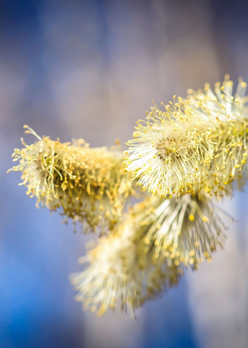 'Willow Buds Closeup View' Poster, picture, metal print, paint by Art ...