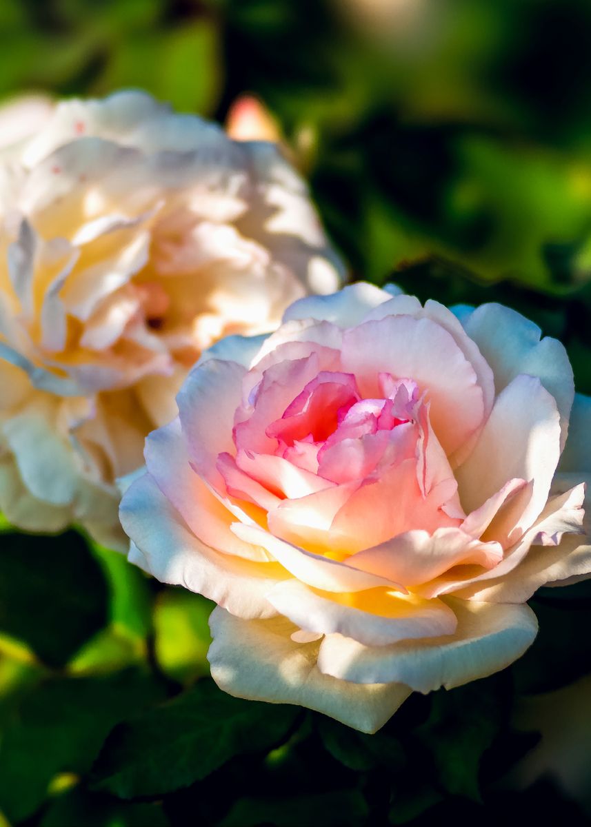 'Pink Beige Rose Flowers' Poster by Art Ofphotos | Displate