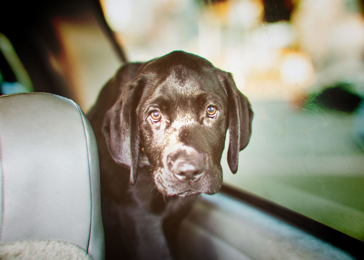'little black labrador retr' Poster by Wright | Displate