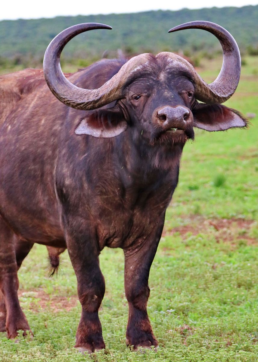 'Bufallo 9856' Poster, picture, metal print, paint by Barbara Fraatz ...