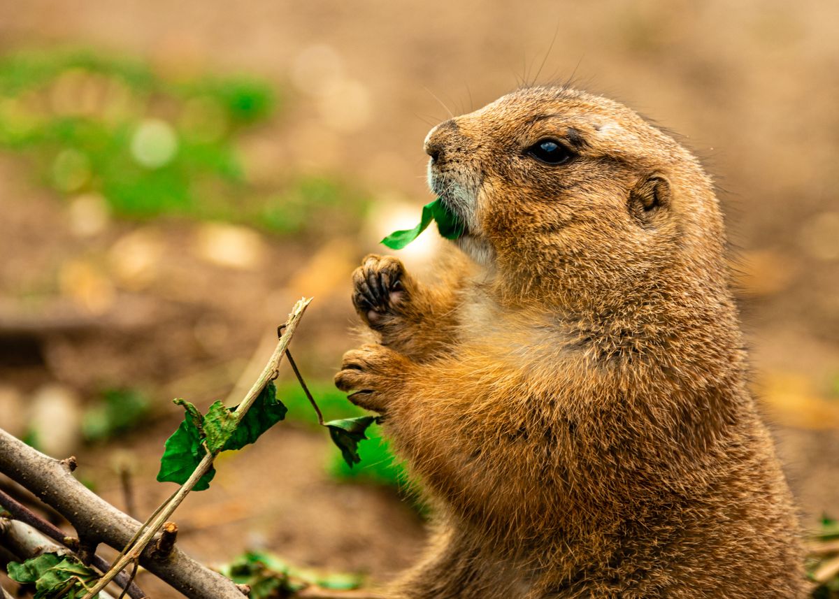 'Prairie dog ' Poster by Greenhawk | Displate