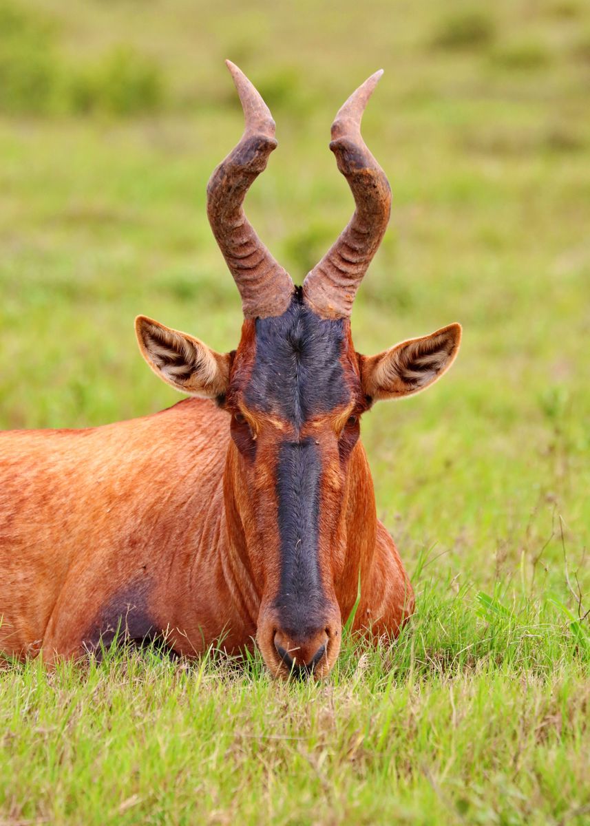 'Red Hartebeest 629' Poster, picture, metal print, paint by Barbara ...