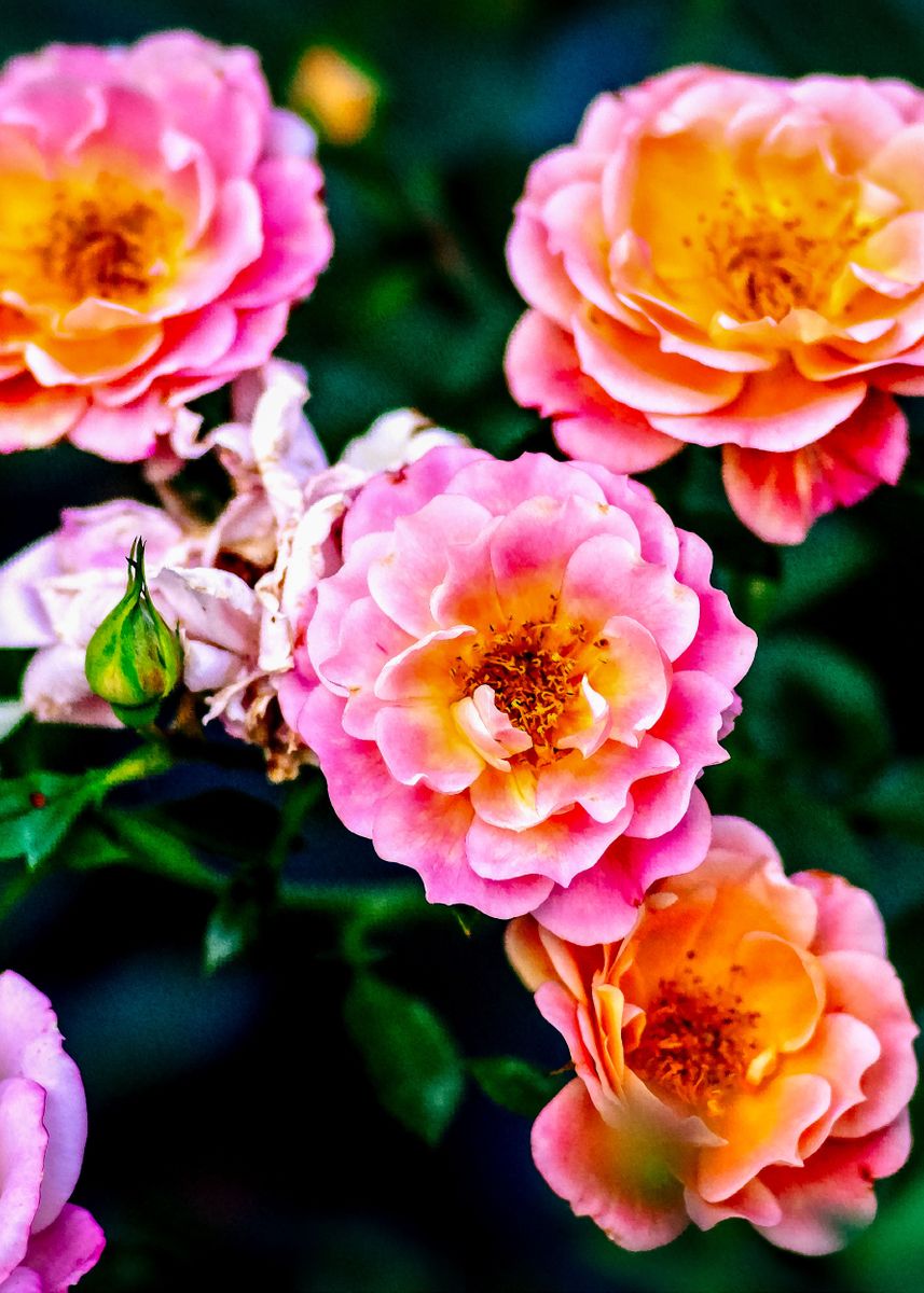 'Pink Rose Flowers On Green' Poster, picture, metal print, paint by Art ...