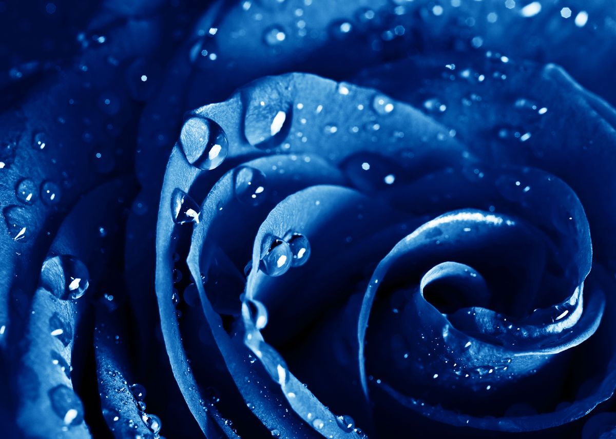 'Blue Rose' Poster by Barbara Rantz | Displate
